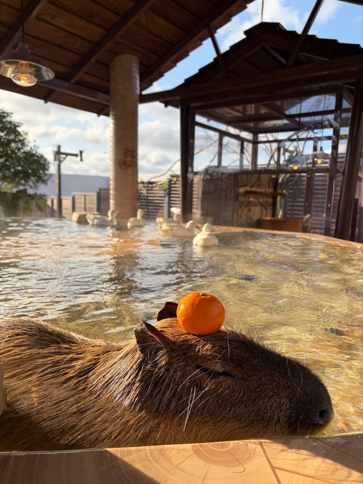 겨울 제주도 여행 | 모모쥬 동물원 제주신화월드점 : 네이버 블로그