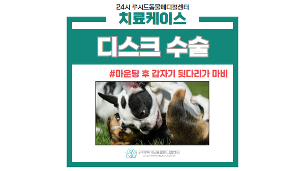 마운팅 후 갑자기 뒷다리가 마비된 강아지, 노원구 24시 동물병원 디스크수술 회복 과정 공개 : 네이버 블로그