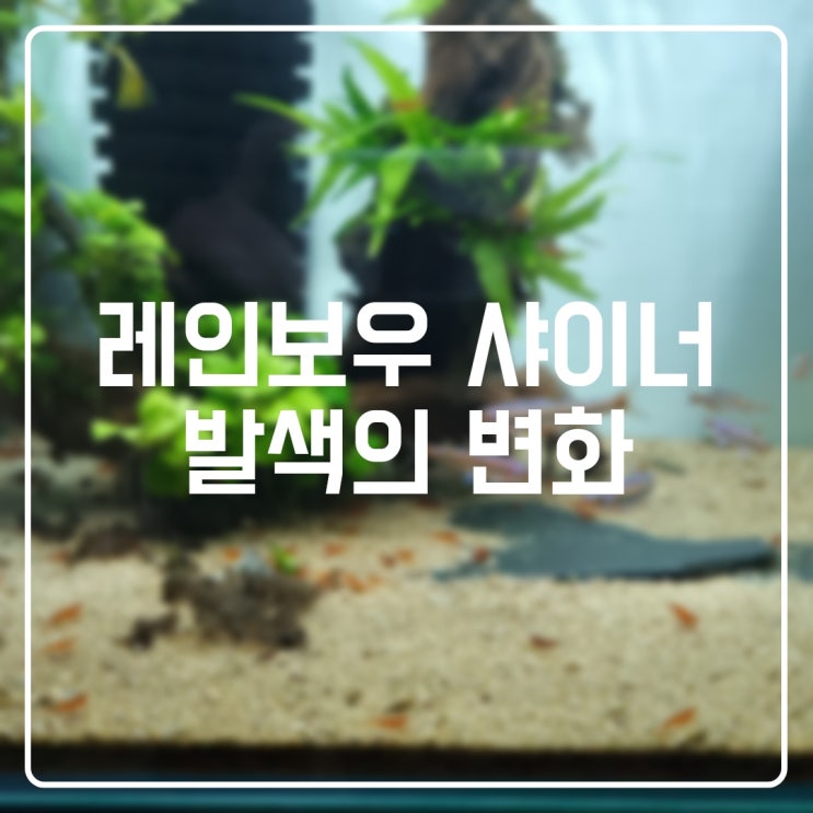 레인보우 샤이너 - 발색의 변화 : 네이버 블로그