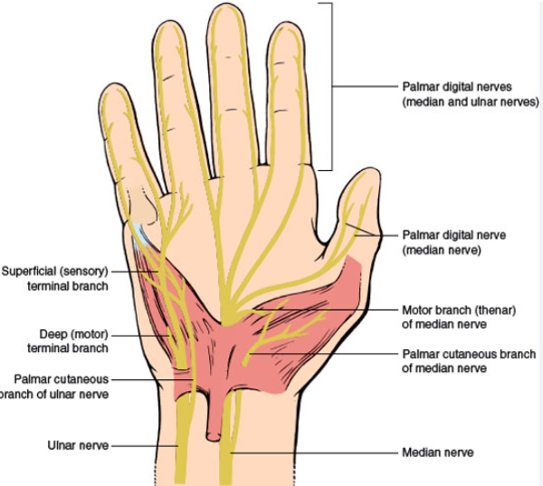 손목터널증후군의 주사치료 시 접근 위치의 안정성에 대한 연구 (Radial vs ulnar) : 네이버 블로그