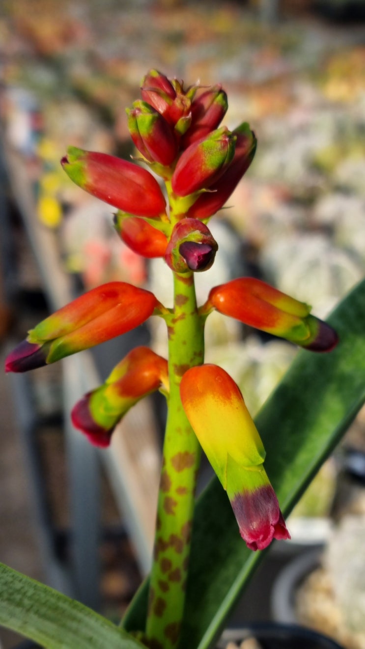 #라체날리아 알로이데스 쿼드리컬러 : 네이버 블로그