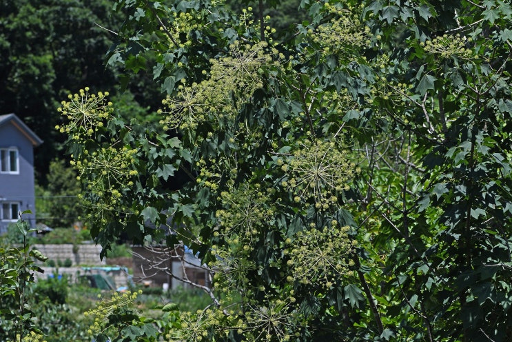 음나무 (Prickly castor oil tree) : 네이버 블로그