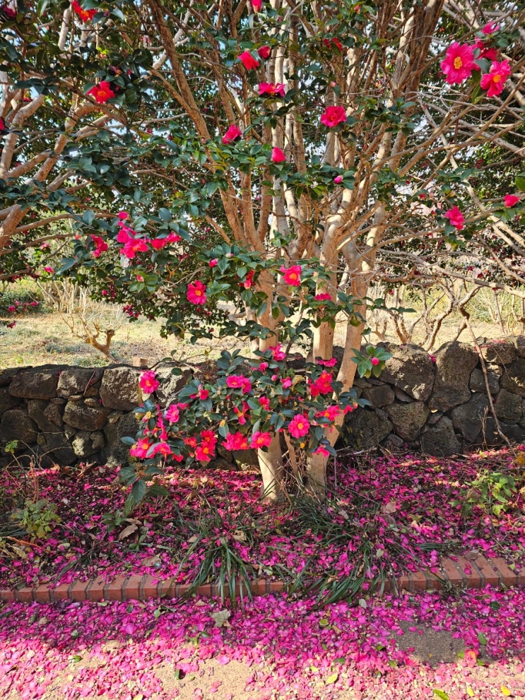 호근동 동백꽃길 산책 : 네이버 블로그