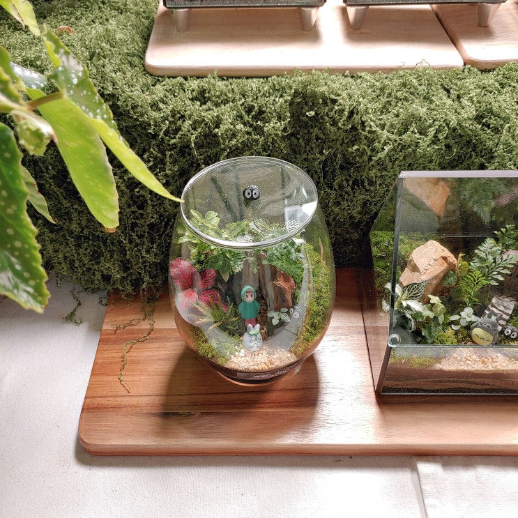 눈길갔던 플랜테리어 테이블 위 미니정원, 이끼 테라리움 : 네이버 블로그