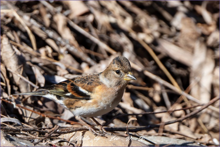 되새 (Brambling)의 유래는 무엇인가? : 네이버 블로그