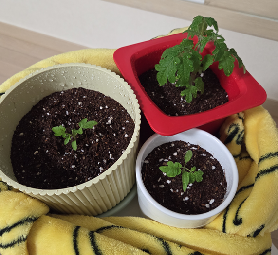 방울토마토 키우기(4) : 네이버 블로그