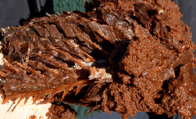 한국기행 오대산 된장 고추장 간장 황태장 택배 주문 전찬동 평창된장영농조합법인 : 네이버 블로그