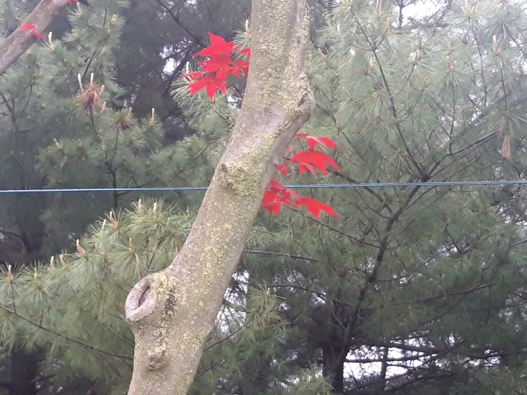 가족이라 믿고 맡긴 11억…금값 폭등에 ‘배신’한 직원 : 네이버 블로그