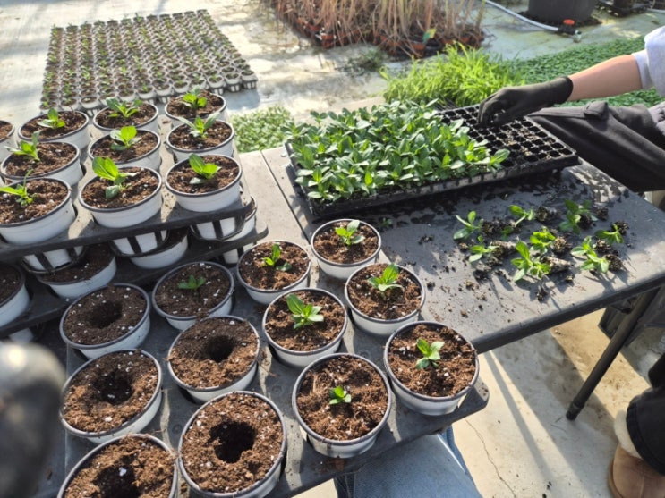 플러그묘 입고 : 네이버 블로그