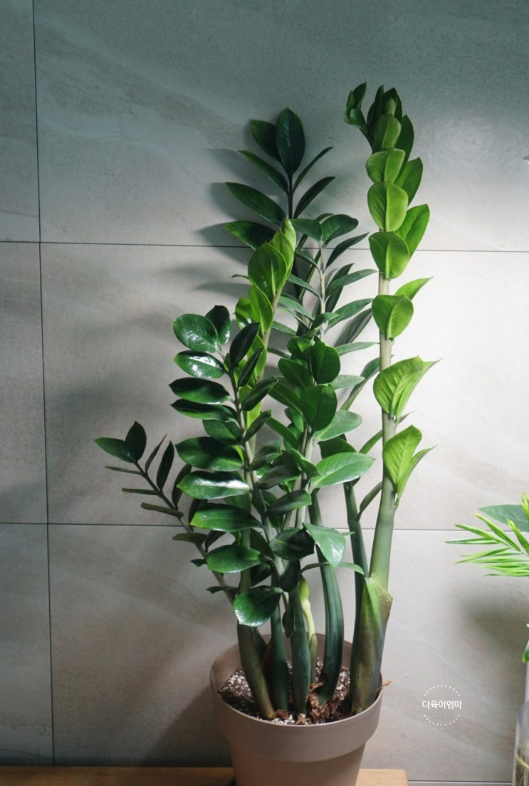 금전수 키우기, 두 번째 꽃이 피고 있어요. : 네이버 블로그