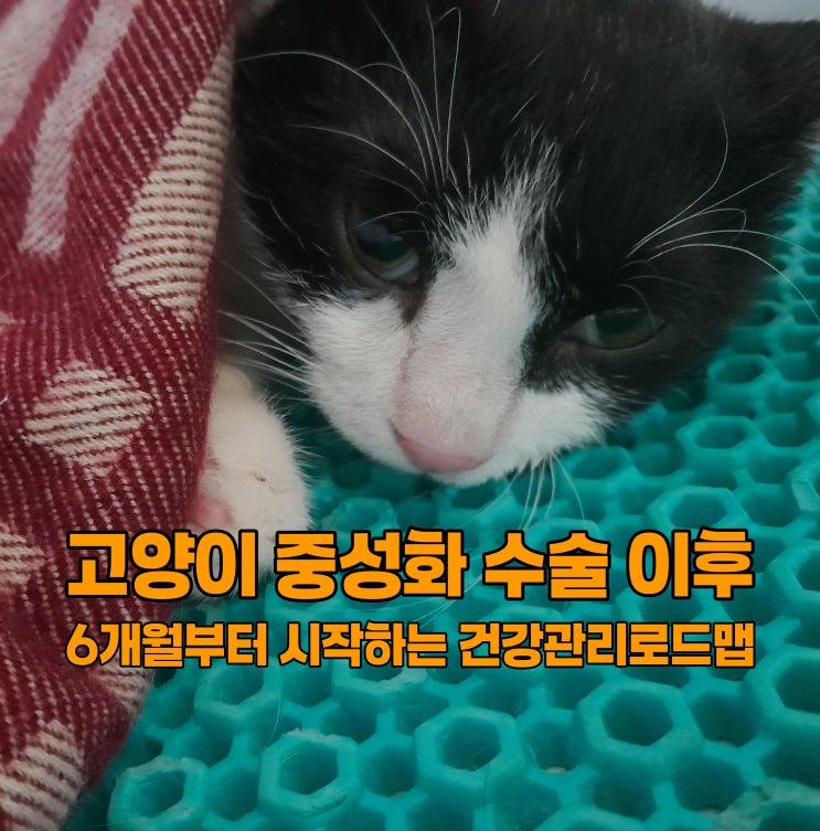 🐱 고양이 중성화 수술 이후 6개월부터 시작하는 건강관리로드맵 : 네이버 블로그