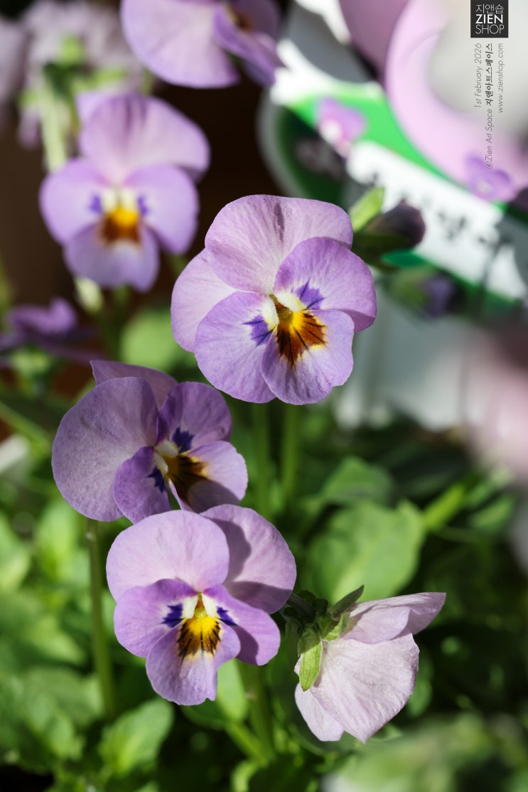 일본 비올라 Viola '욕심쟁이 풍쿠' - Japan Mimoto Viola 見元園芸 : 네이버 블로그
