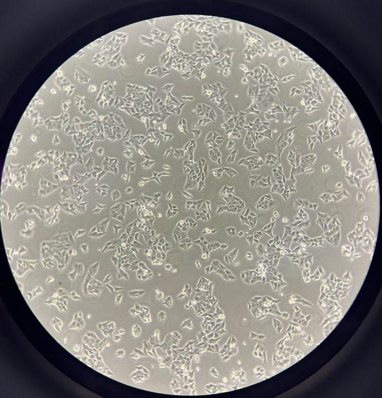 Adherent Cell Passaging protocol : 네이버 블로그