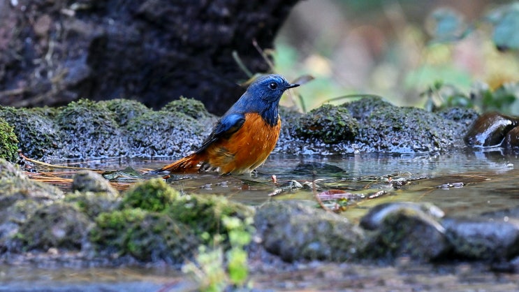 Blue-fronted Redstart Male : 네이버 블로그