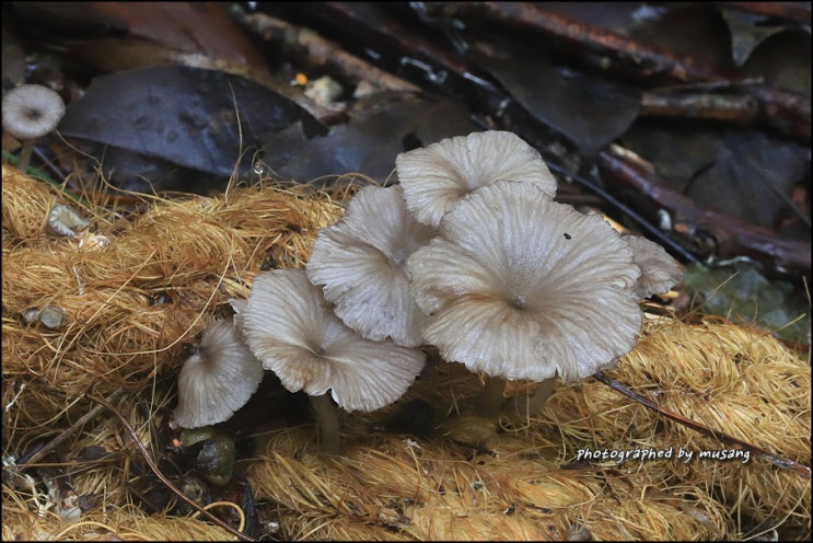[제주 버섯] Hydropus atrialbus : 네이버 블로그