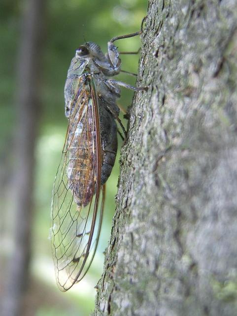 애매미 : 네이버 블로그