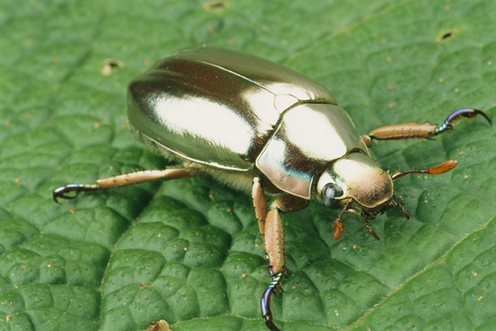 금풍뎅이 : 네이버 블로그