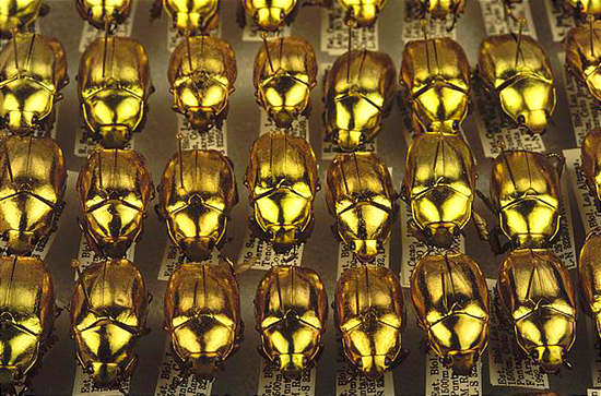 금색 풍뎅이 (Plusioitis Species) 표본들 : 네이버 블로그