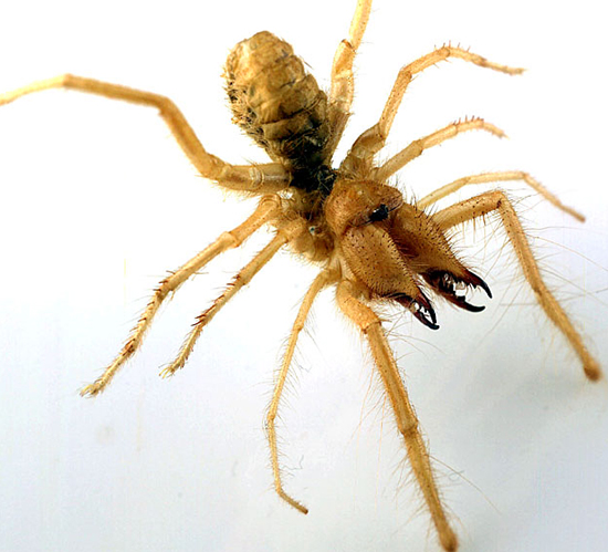 낙타거미에 관한 진실 : 네이버 블로그