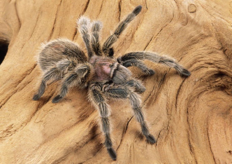 칠리안 로즈헤어 (Grammostola rosea) : 네이버 블로그