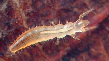 낫발이목(Protura) : 네이버 블로그