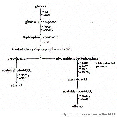 Pyruvic acid 생성 대사 경로 [ EMP HMP(PPP) ED PK ] : 네이버 블로그