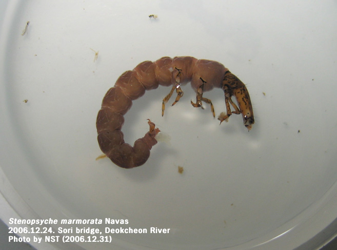 수염치레각날도래(Stenopsyche marmorata Navas) : 네이버 블로그