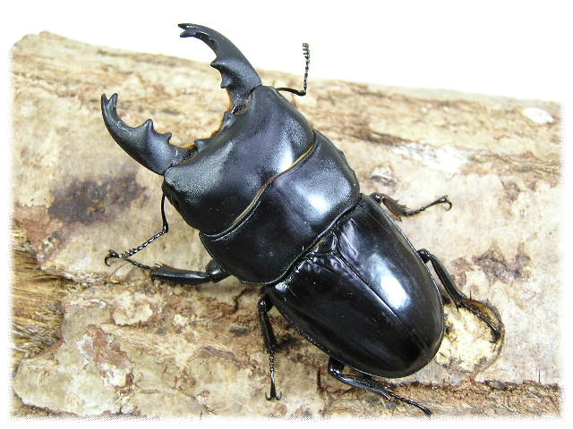 유리세팔루스넓적사슴벌레(Dorcus eurycephalus) : 네이버 블로그