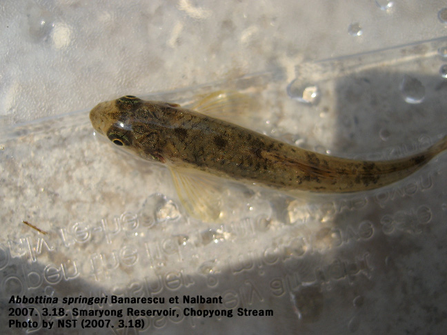 왜매치(Abbottina springeri Banarescu et Nalbant) : 네이버 블로그