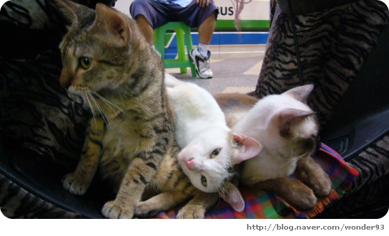 고냥 사진~ : 네이버 블로그