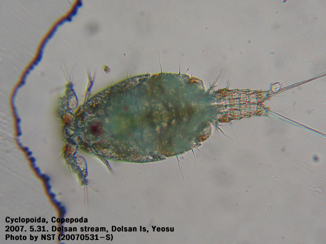 요각류(Cyclopoida, copepoda) - BRK 1 : 네이버 블로그