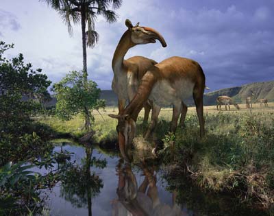 마크라우케니아 [Macrauchenia] : 네이버 블로그