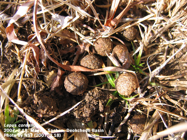 산토끼(멧토끼, Lepus coreanus) 배설물 : 네이버 블로그