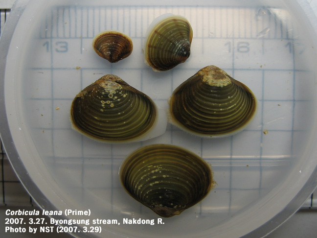 참재첩(Corbicula leana (Prime)) : 네이버 블로그