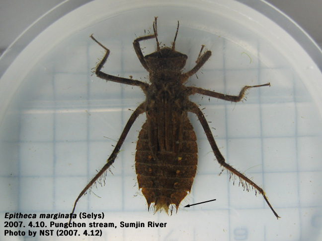 언저리잠자리(Epitheca marginata (Selys)) : 네이버 블로그