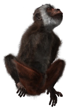 아피디움 [Apidium] : 네이버 블로그