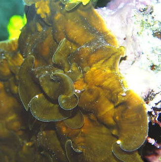 해조류2 : 네이버 블로그