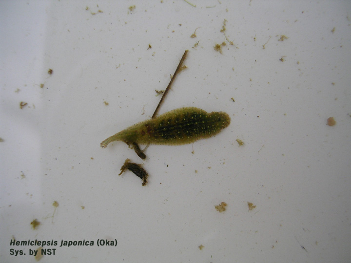 곤봉넙적거머리(Hemiclepsis japonica) : 네이버 블로그