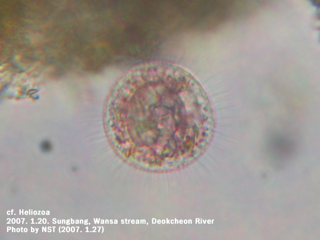 태양충(Heliozoa) : 네이버 블로그