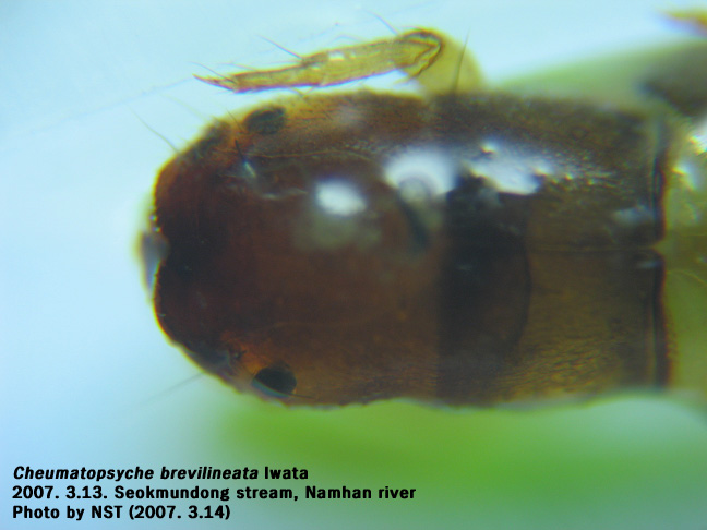 꼬마줄날도래(Cheumatopsyche brevilineata) : 네이버 블로그