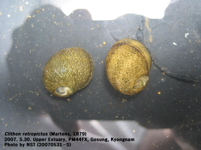 기수갈고둥(Clithon retropictus (Martens, 1879)) : 네이버 블로그