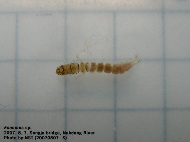별날도래(Ecnomus sp.) : 네이버 블로그