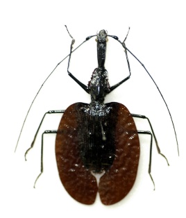 필러데스바이올린벌레 [Mormolyce phylodes] : 네이버 블로그