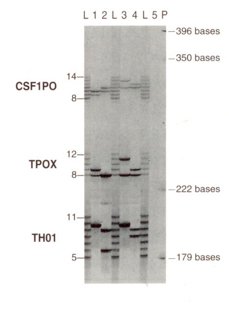 STR (Short Tandem Repeat) 개요 : 네이버 블로그