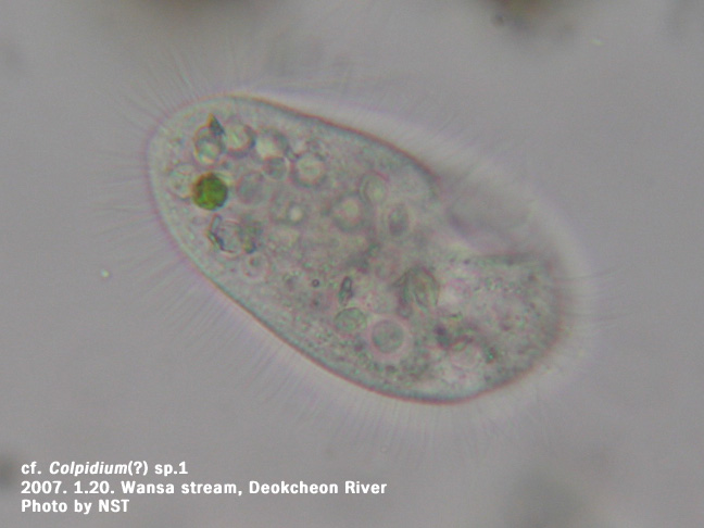 cf. Colpidium sp.1 : 네이버 블로그