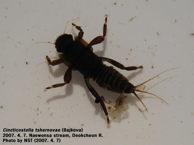 먹하루살이(Cincticostella tshernovae (Bajkova)) : 네이버 블로그