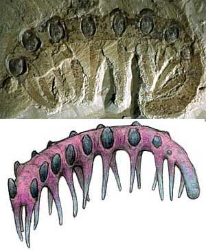 미크로딕티온 [Microdictyon] : 네이버 블로그