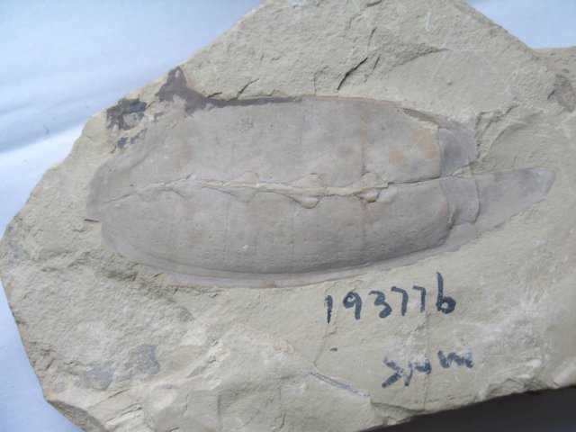 베툴리콜라 [Vetulicola] : 네이버 블로그