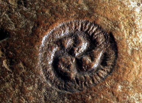 트리브라키디움 [Tribrachidium] : 네이버 블로그