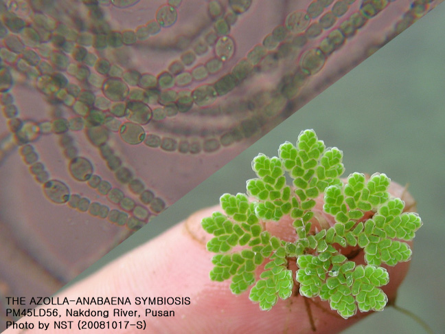 Azolla-Anabaena Symbiosis (물개구리밥-아나배나 공생) : 네이버 블로그